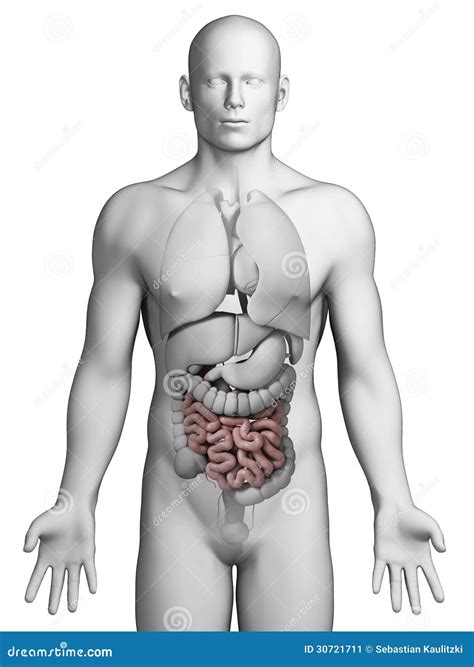 Human Small Intestine Stock Illustration Illustration Of Body