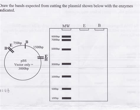 Solved Draw The Bands Expected From Cutting The Plasmid