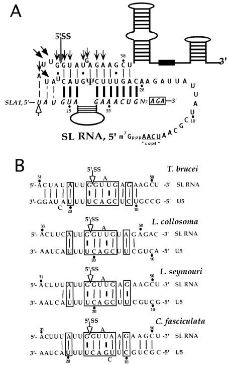 Intra And Intermolecular Base Pairing Across The Sl Rna 5 Ј Splice Download Scientific Diagram