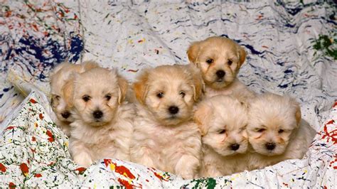 200 Puppies Wallpapers
