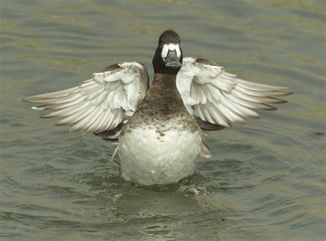 Lesser Scaup San Diego Bird Spot