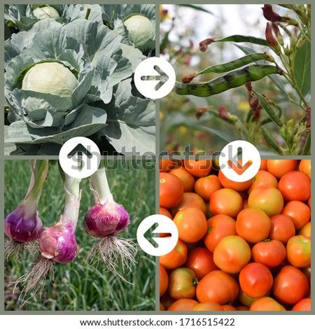 CROP ROTATION Stock Photos And Images Avopix Com