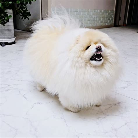 강아지 짖음 개가 짖는 이유 요구성 해결 방법 네이버 블로그 강아지 짖음 개가 짖는 이유 요구성 해결 방법 네이버 블로그