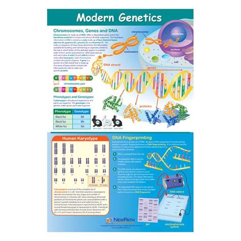 Modern Genetics Poster And Laminated Newpath Learning