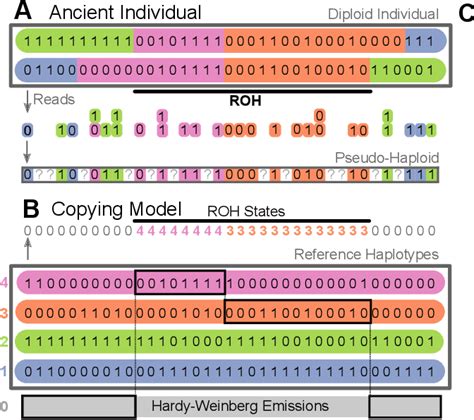 Figure 1 From Detecting Runs Of Homozygosity From Low Coverage Ancient Dna Semantic Scholar