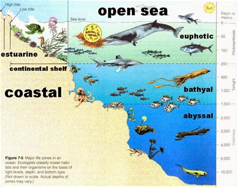 Acds Earth Science Ocean Cross Section Project