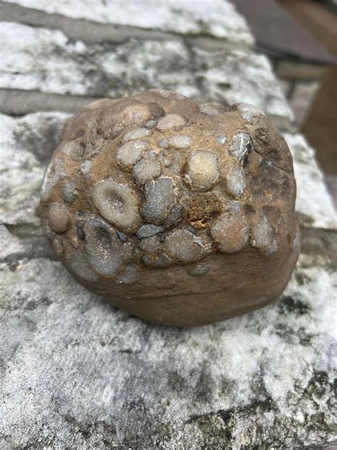 Any Idea What This Possible Rock Fossil Is R Fossils