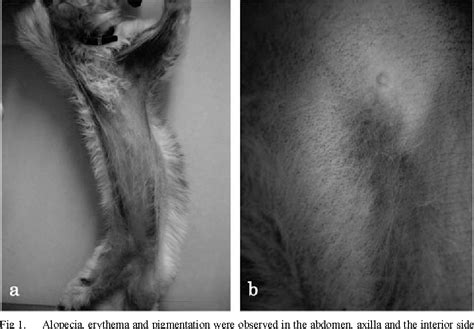Figure 1 From Fibrodysplasia Ossificans Progressiva In A Maine Coon Cat