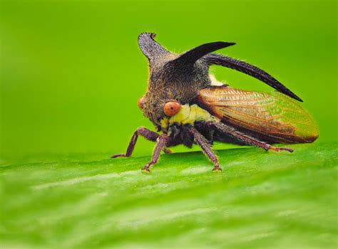 Treehopper Prevention And Treatment