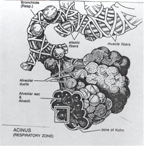 Pulmonary Structure And Function Flashcards Quizlet