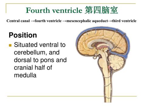 Fourth Ventricle