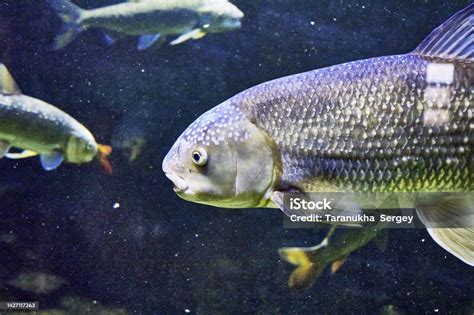 Cupid Putih Ctenopharyngodon Idella Adalah Spesies Ikan Bersirip Dari