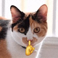 Gigachad Cat S Find And Share On Giphy