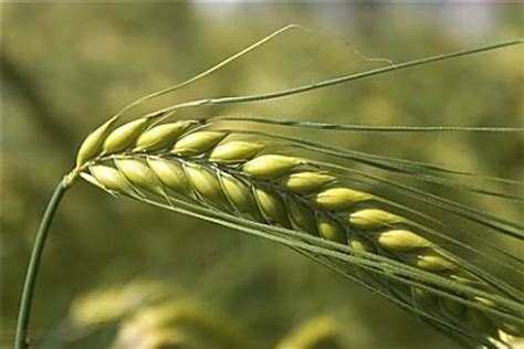 大麦（禾本科大麦属植物）百度百科