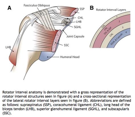 Adhesive Capsulitis X Ray Images At Amparo Roberts Blog