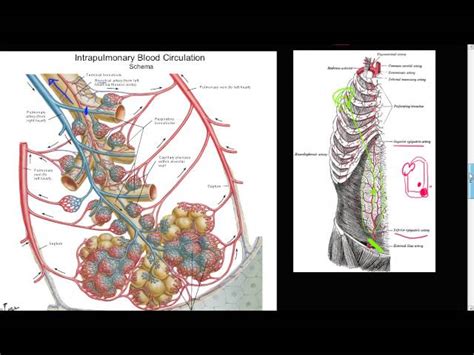 Bronchial Circulation Anatomy