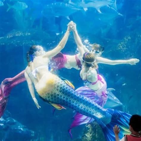 人鱼共舞表演 海底世界 湖南 有限公司 大型海洋科普教育馆 湖南广播电视台的影视拍摄基地