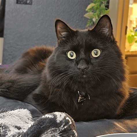 Weird Ass Cat Roneblackbraincell Weird Ass Cat Roneblackbraincell