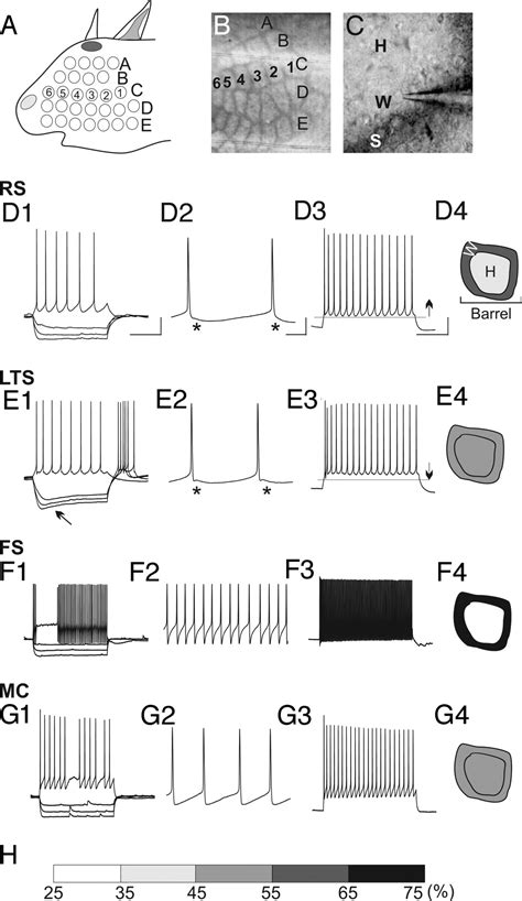 Long Term Sensory Deprivation Selectively Rearranges Functional