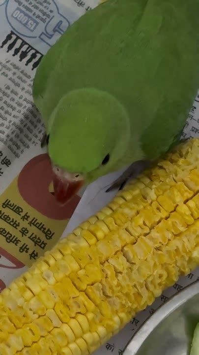 Parrot Talkingparot Khushbugoyal Birds Youtube