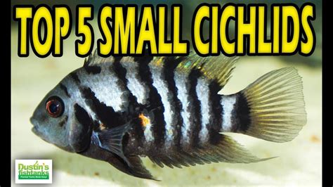 What Is The Smallest Tank For Cichlids At Eric Main Blog
