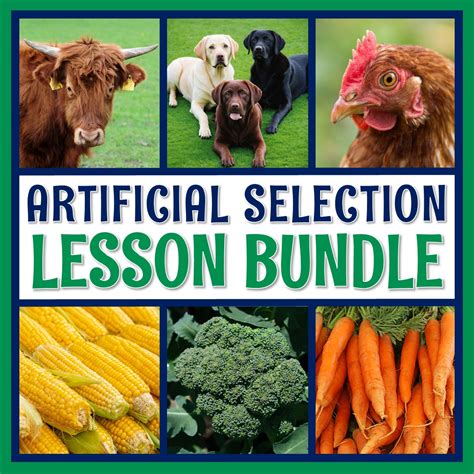 Artificial Selection Activities Bundle Flying Colors Science