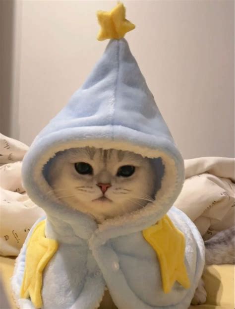 15 Hình ảnh Are Cats Cute đáng Yêu Nhất Trên Internet
