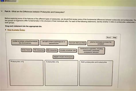 Part A What Are The Differences Between Prokaryotes And Eukaryotes Before Exploring Some Of The