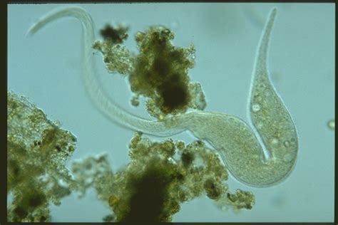 Protist Image Database