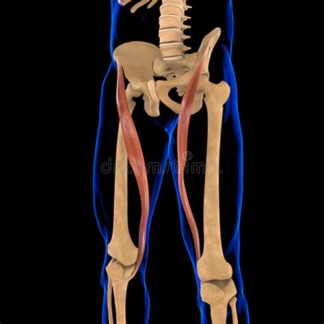 Sartorius Muscle Anatomy For Medical Concept 3d Illustration Stock