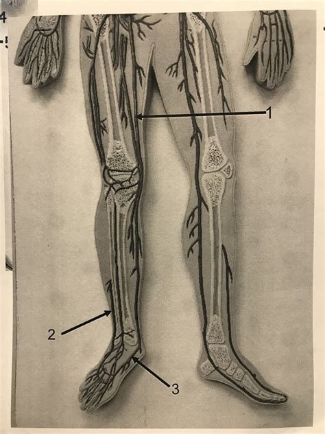 Lower Limb Veins Diagram Quizlet