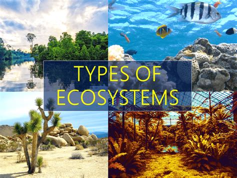 Ecosystems And Biodiversity 9th 12th Grade Flashcard Wayground