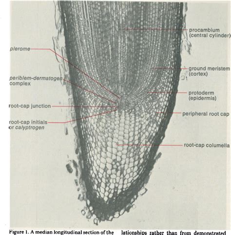Cortex Of Root Tip