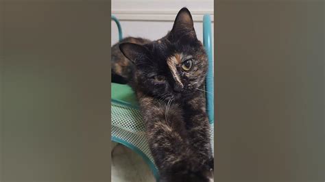 Shorts サビネコきなこ Cat かわいい ねこ きなこ Youtube