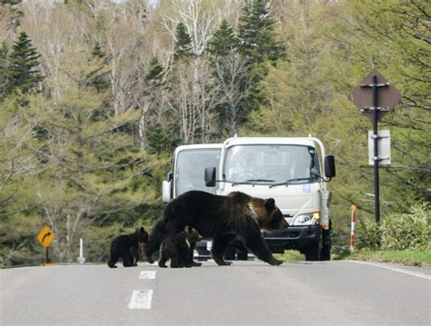 Spike In Suspected Bear Attacks Leaves Multiple People Dead In Japan