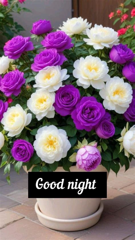 Good Night 🌹🌹 Beautiful Flowers Pictures Rose Flower Pictures Good