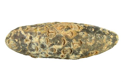 2 2 Fossil Seed Cone Or Aggregate Fruit Morocco 288753 For Sale