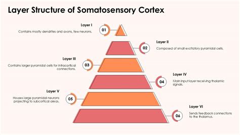 Columnar Organization Of Somatosensory Cortex Ppt Graphics Acp Ppt Example