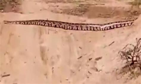 18 Ft Long Python Rescued From Tea Garden In Assam