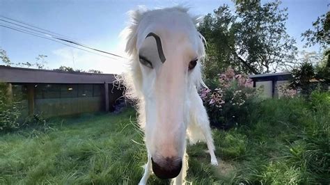 Jeffy Sml Goofy Ahh Desktop Wallpaper Download In Hd And 4k