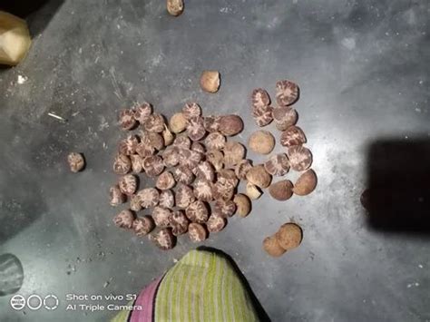 Bettle Nut Packaging Size Loose At ₹ 900kg In Goalpara Id
