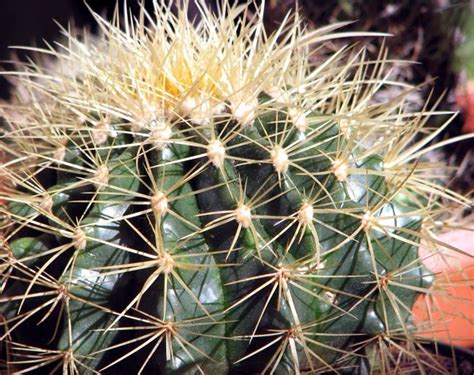Xerophyte Alchetron The Free Social Encyclopedia