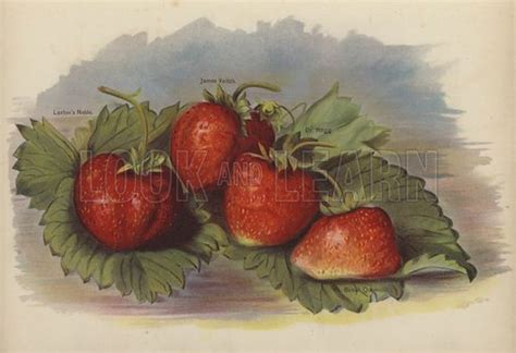 The Fruit Growers Guide 1890s Historical Images From Look And Learn