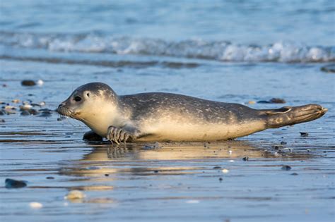 Foto De Foca Comum Conhecida Também Como Foca Portuária Focacabelo Ou