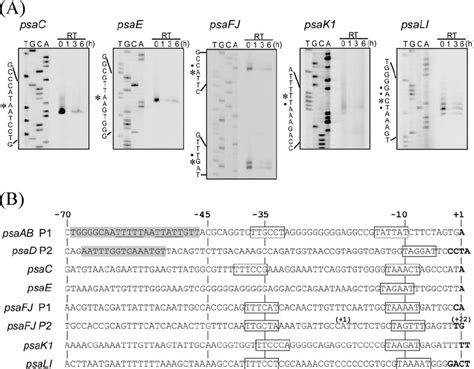 Mapping of the 5 Ј ends of PSI transcripts A Total RNA was isolated Download Scientific