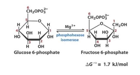 Solved What Ratio Of Glucose 6 Phosphate To Fructose