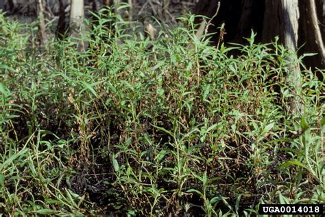 Knotweed Polygonum Spp Polygonales Polygonaceae 0014018
