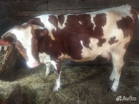 Продам корову купить в Лисках Животные и зоотовары Авито