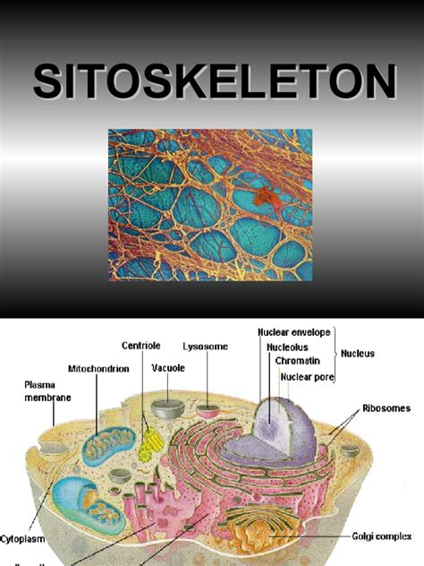 Struktur Dan Fungsi Sitoskeleton Pdf