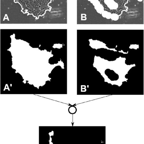 the process of generating segmentation masks is shown a shows the
